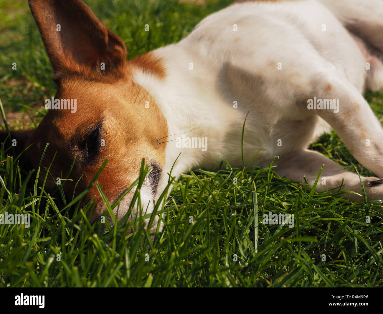 cute dog close up Stock Photo - Alamy