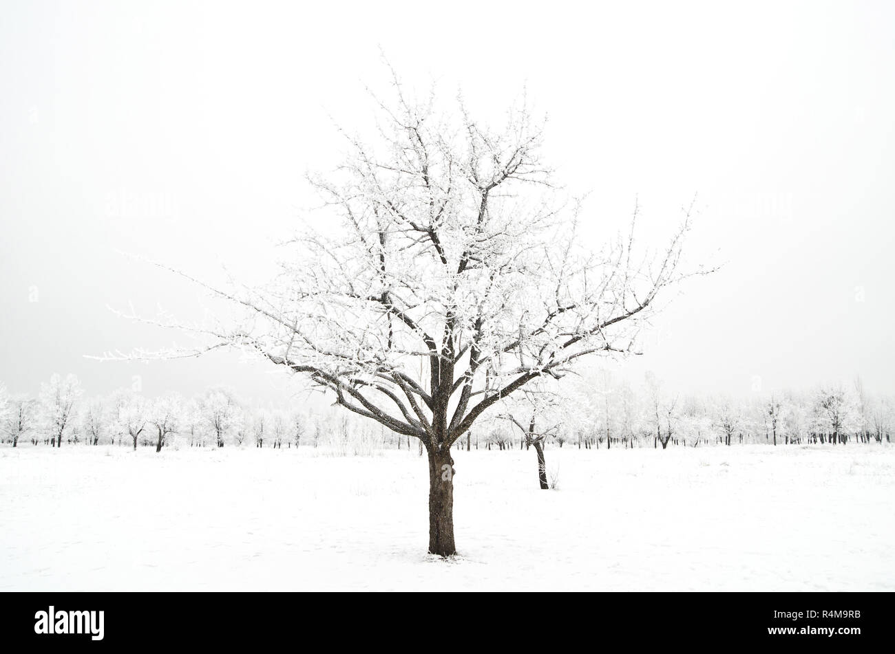 tree in a snow field in winter Stock Photo - Alamy