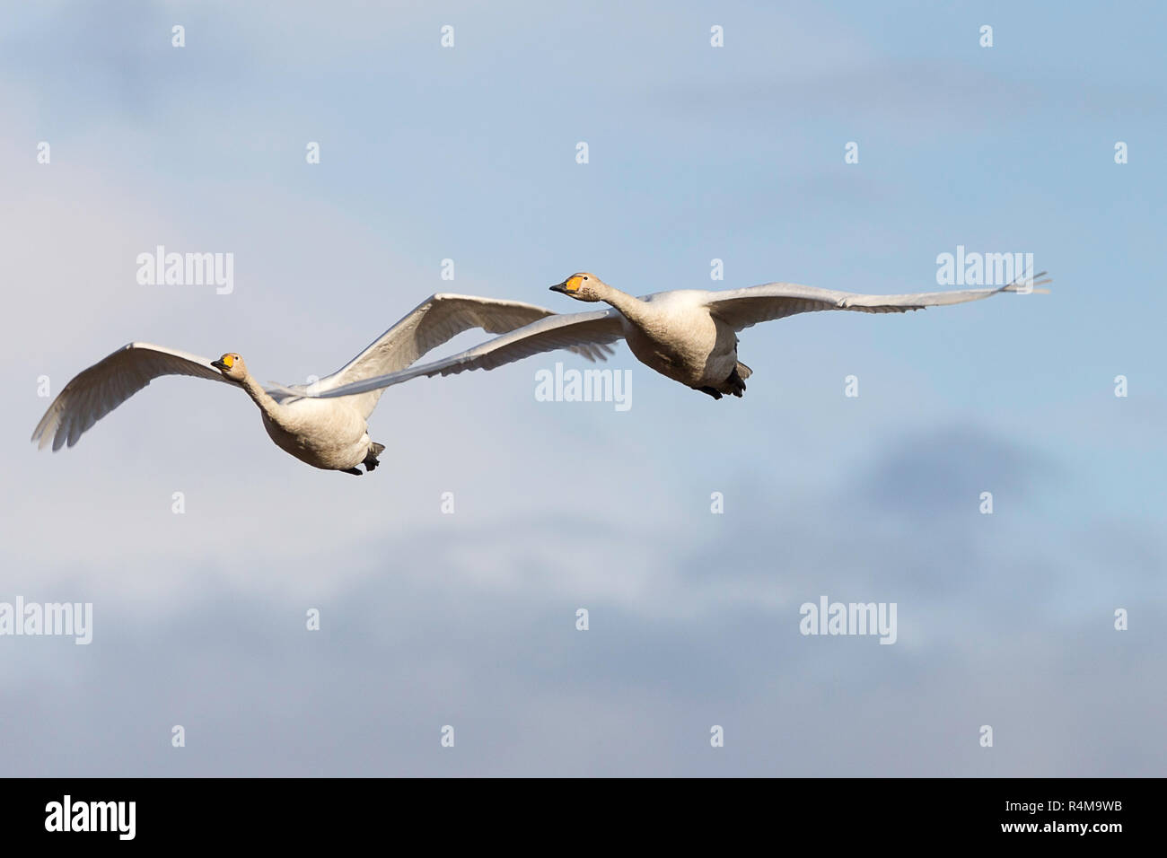 Wire swan hi-res stock photography and images - Alamy