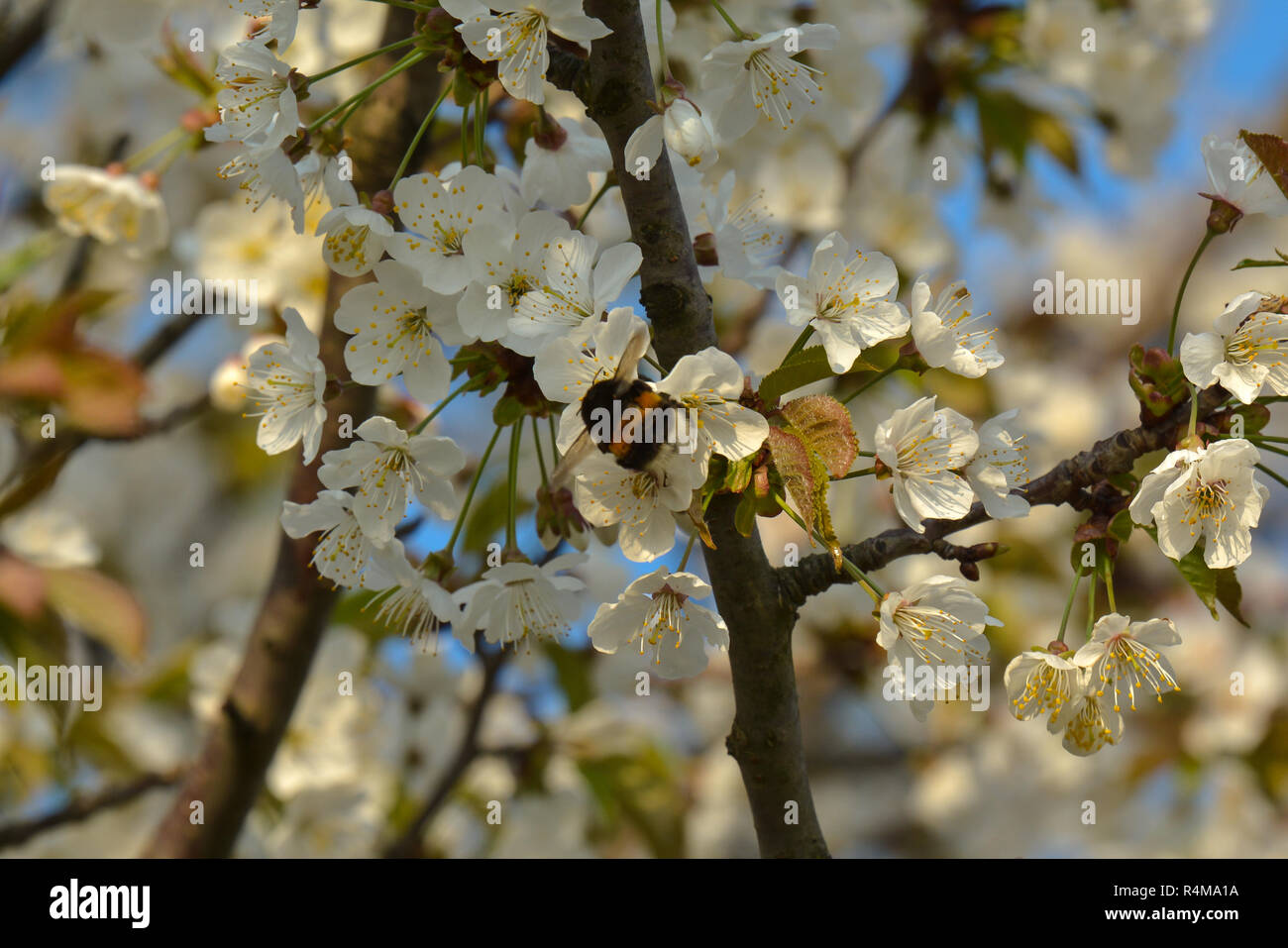 insects in japanese cherry blossoms Stock Photo - Alamy