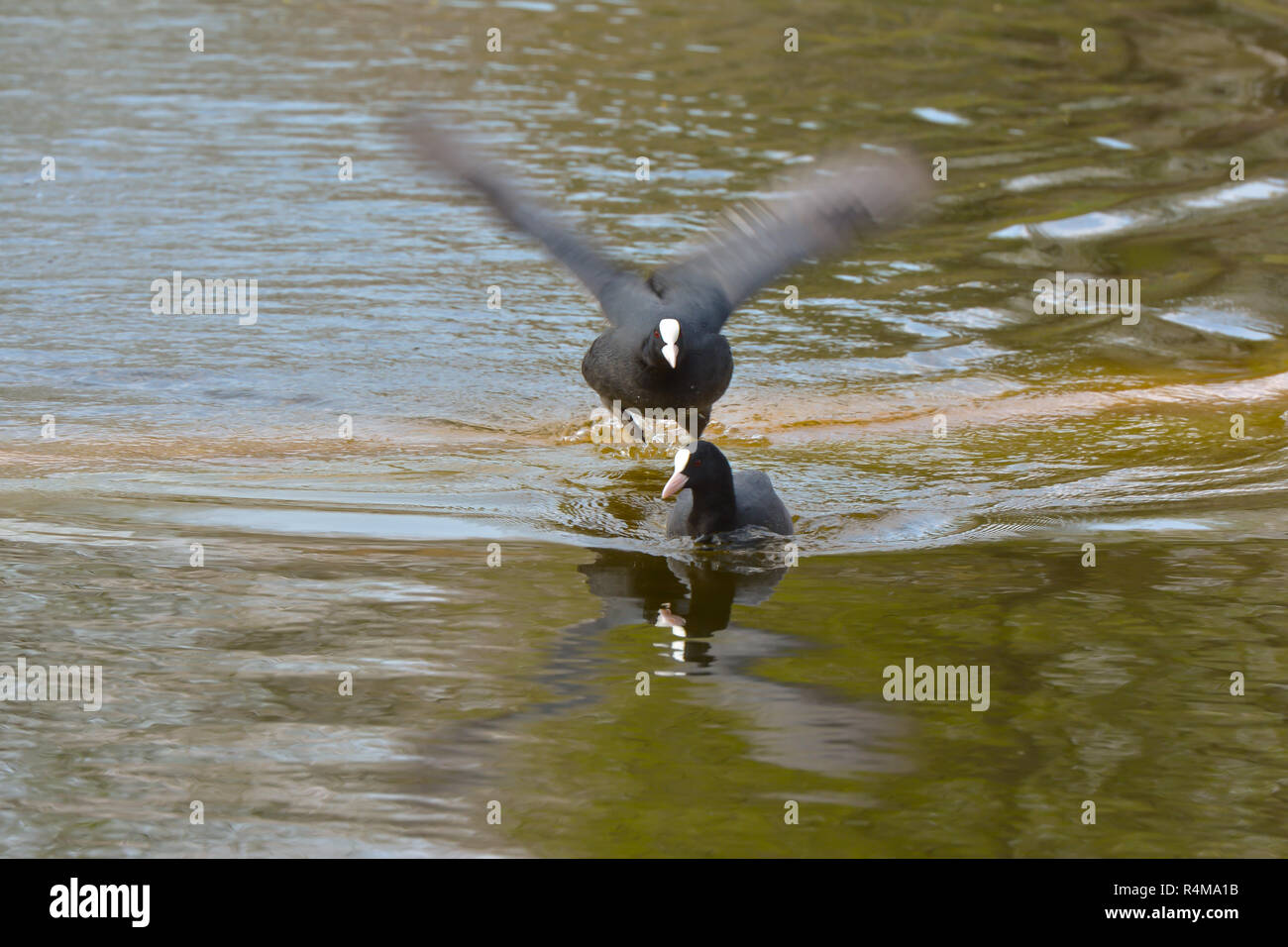 Chicken fight water hi-res stock photography and images - Alamy