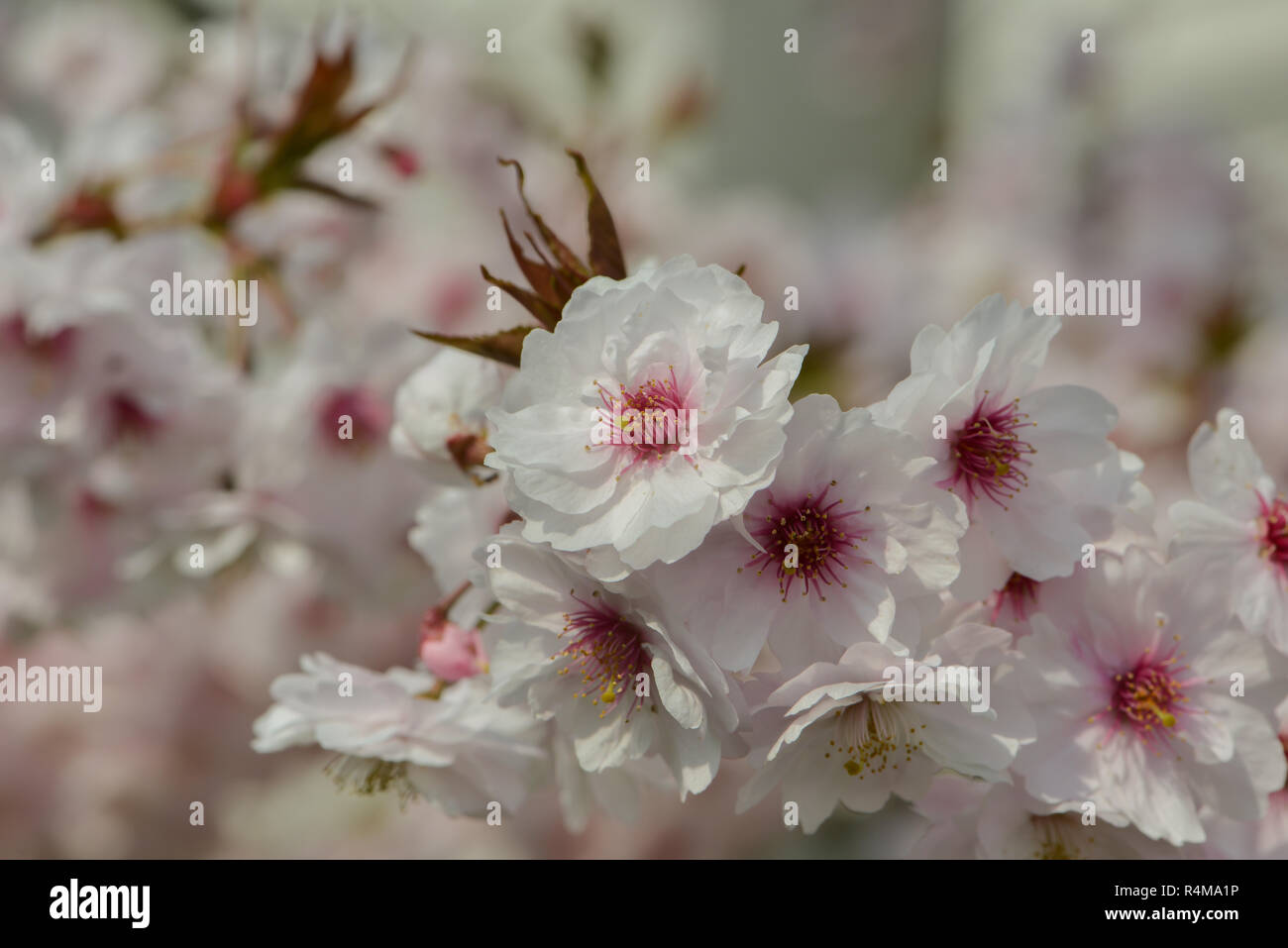 insects in japanese cherry blossoms Stock Photo - Alamy