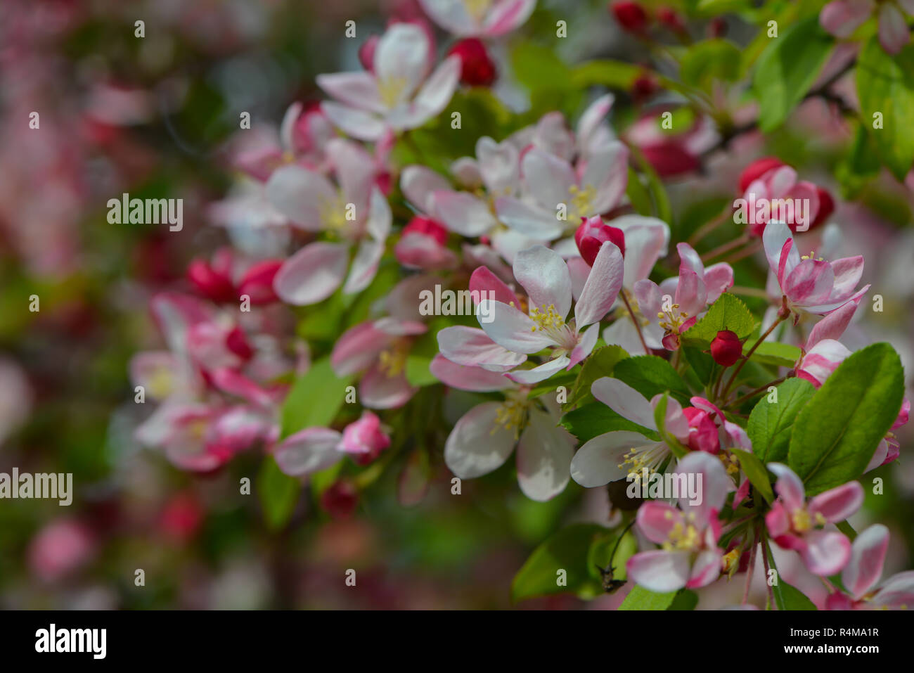 insects in japanese cherry blossoms Stock Photo - Alamy