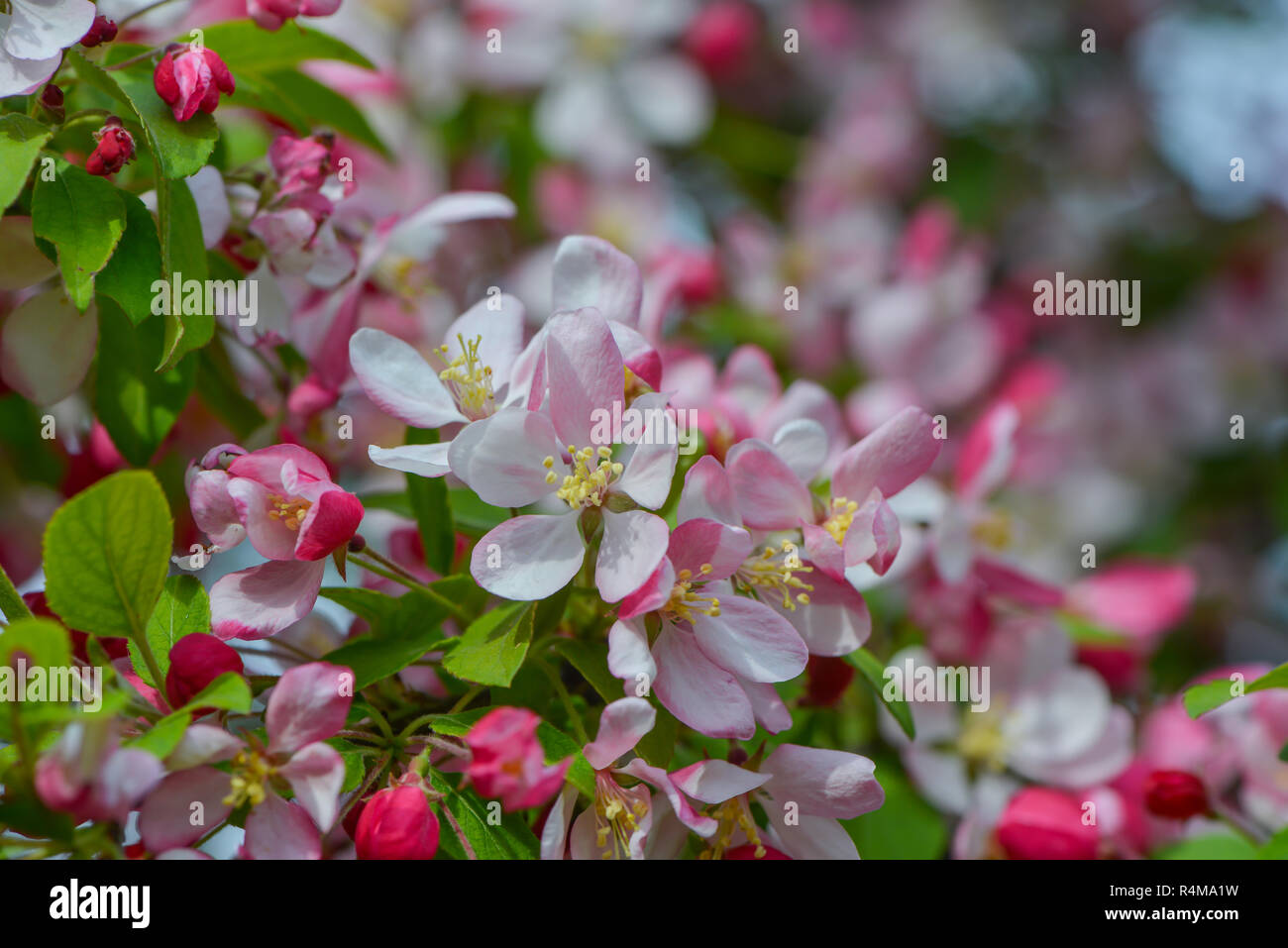 insects in japanese cherry blossoms Stock Photo - Alamy