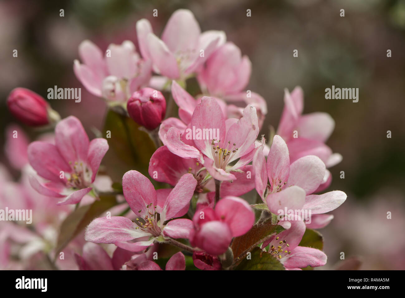 insects in japanese cherry blossoms Stock Photo - Alamy