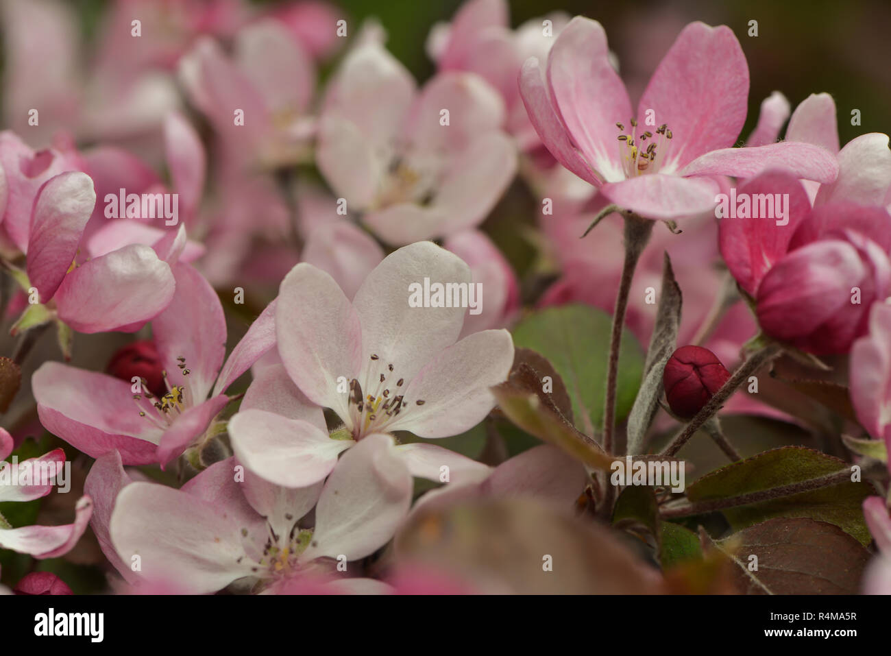 insects in japanese cherry blossoms Stock Photo - Alamy