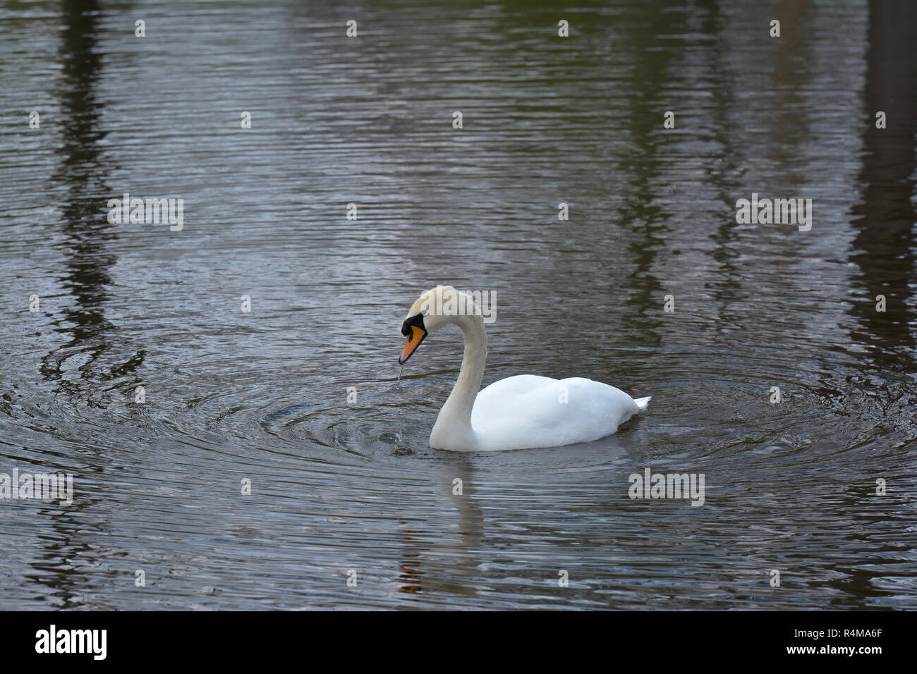 swans in the reed Stock Photo - Alamy
