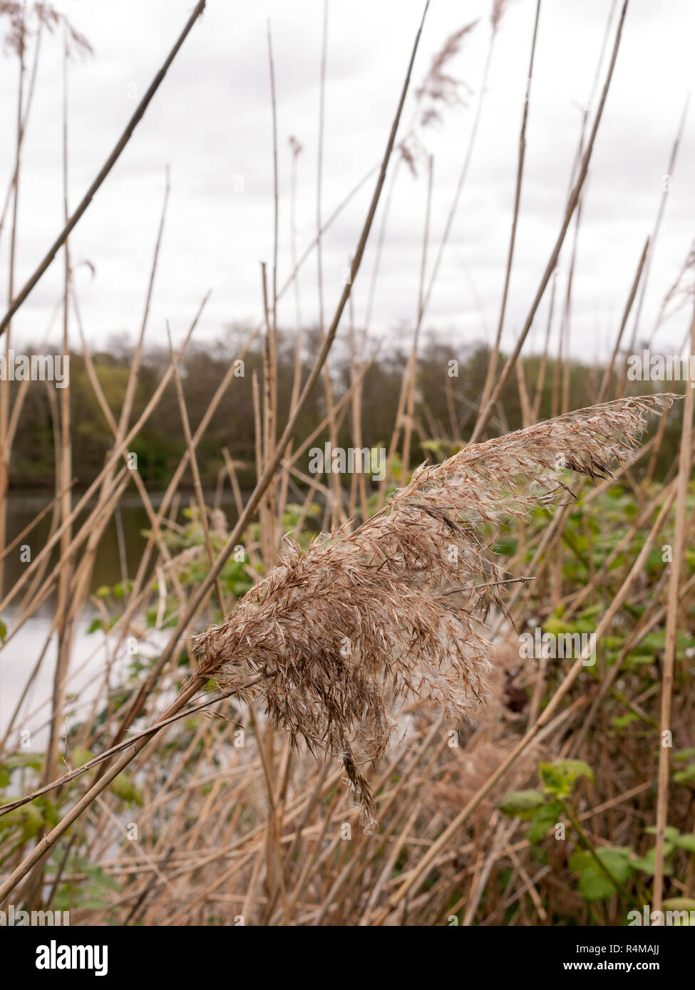 Nice reed swaying in wind hi-res stock photography and images - Alamy