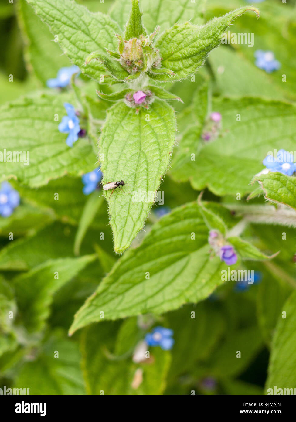 a fly resting on the edge of a big green leaf with texture and detail ...