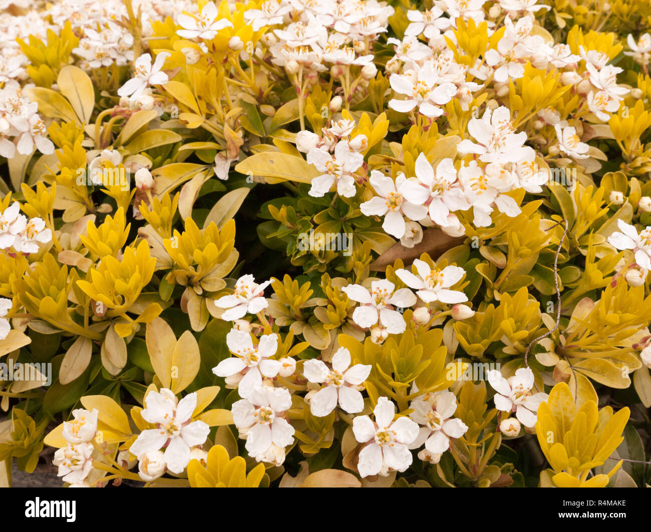 a bunch of white flowers mixed with yellow flowers to create a ...