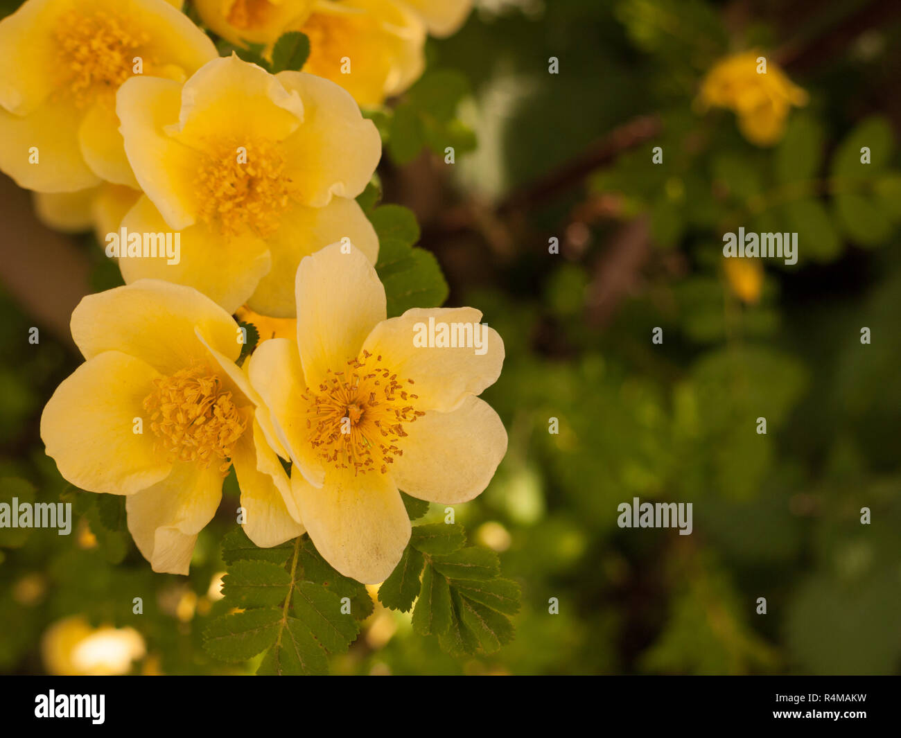 beautiful and stunning soft yellow small roses poking out in this macro ...