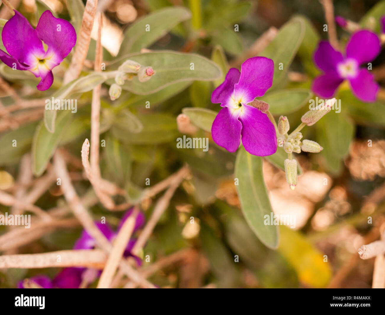 gorgeous and pretty purple flower heads in spring blossoming and ripe ...