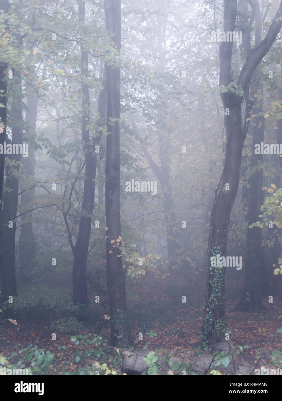 Misty woodland trees, Salcombe, Devon, UK Stock Photo - Alamy