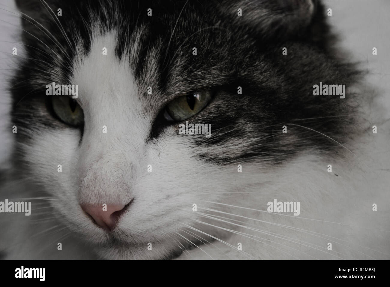 A cat looking serious Stock Photo - Alamy