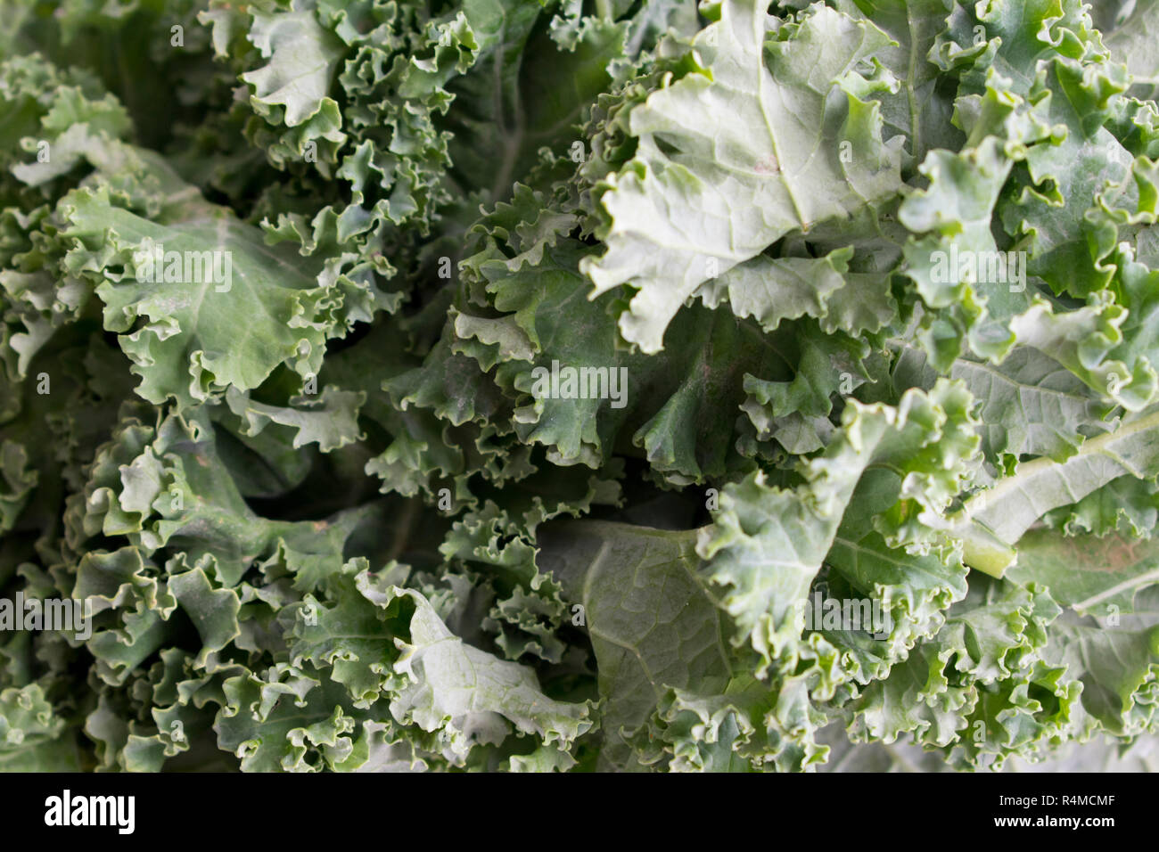 Leaves kale plant kitchen hi-res stock photography and images - Alamy