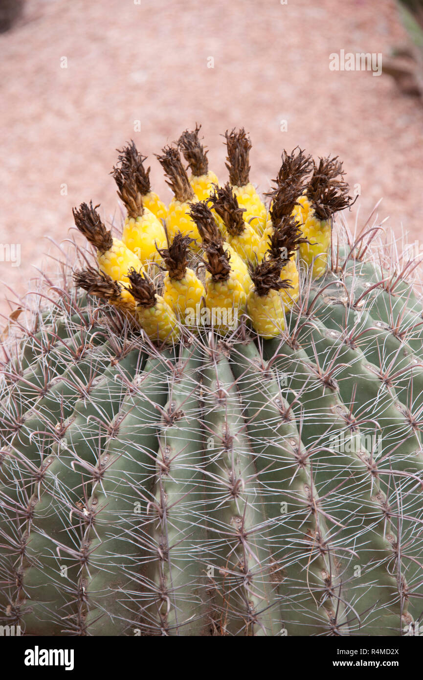 Flora of north africa hi-res stock photography and images - Alamy
