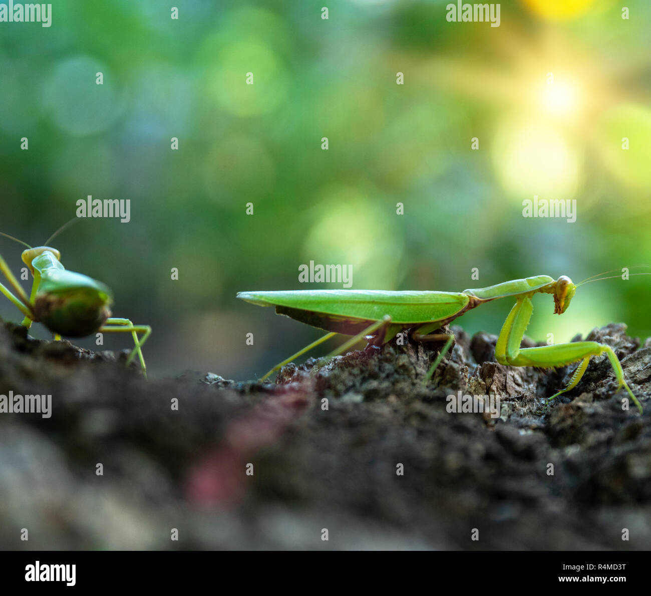 Praying mantis on tree trunk hi-res stock photography and images - Alamy