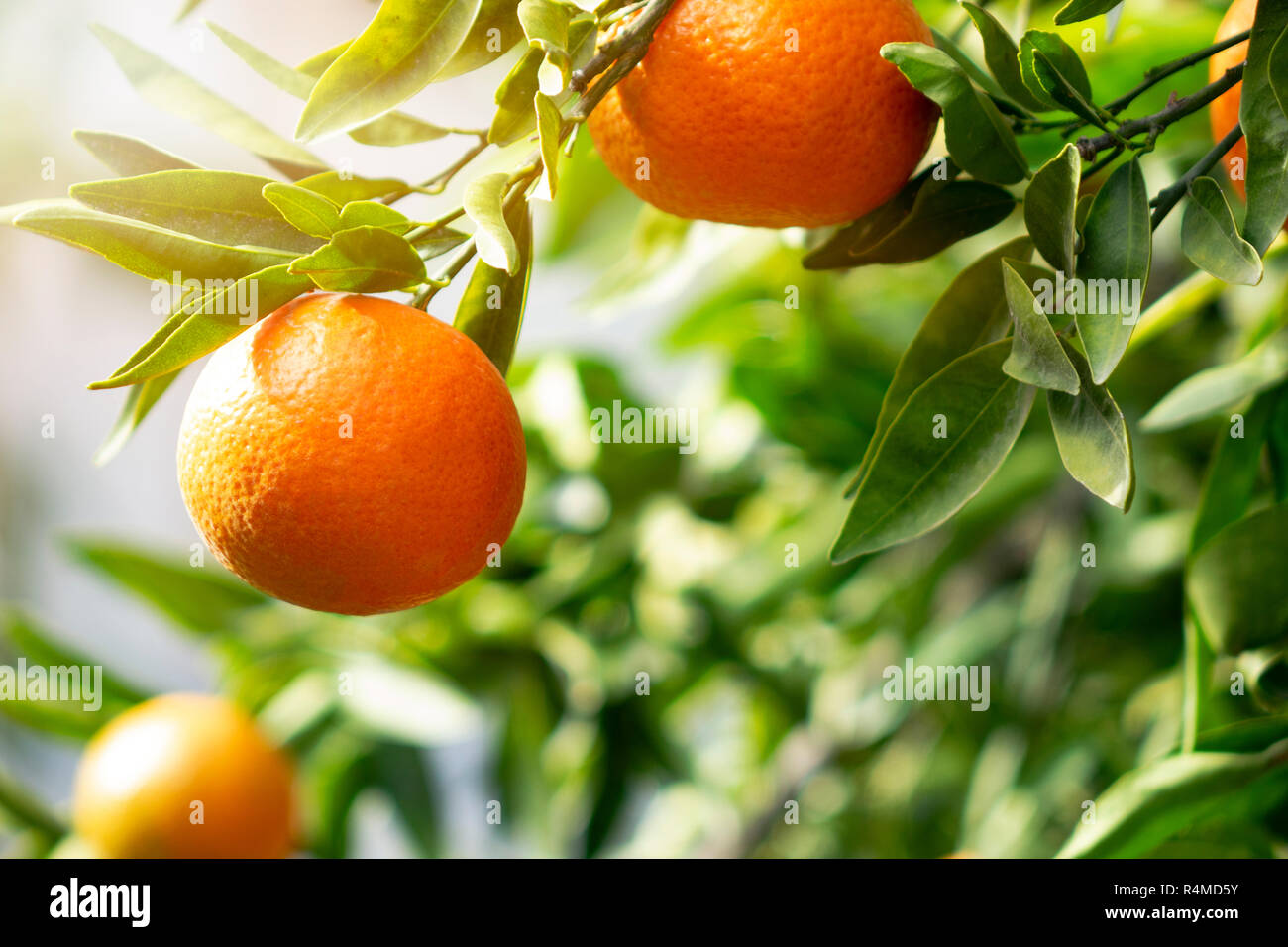 Fresh fruit fruits juice produce hi-res stock photography and images ...