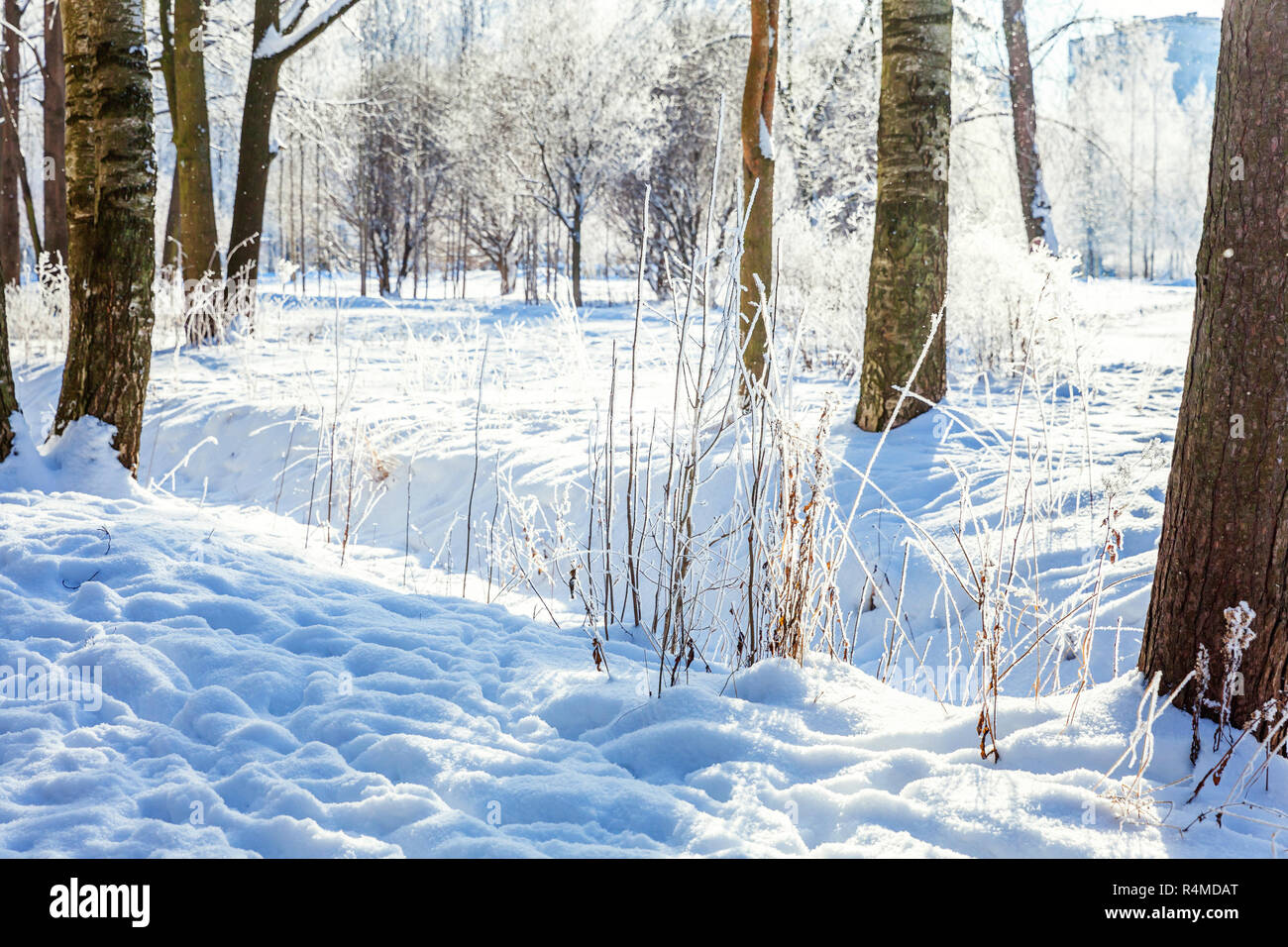 Frosty trees in snowy forest, cold weather in sunny morning. Tranquil ...