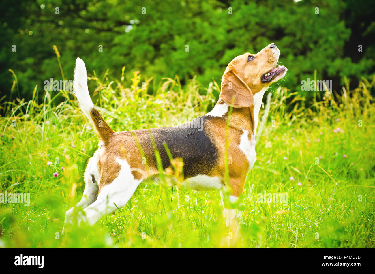 Purebred beagle dog standing hi-res stock photography and images - Alamy