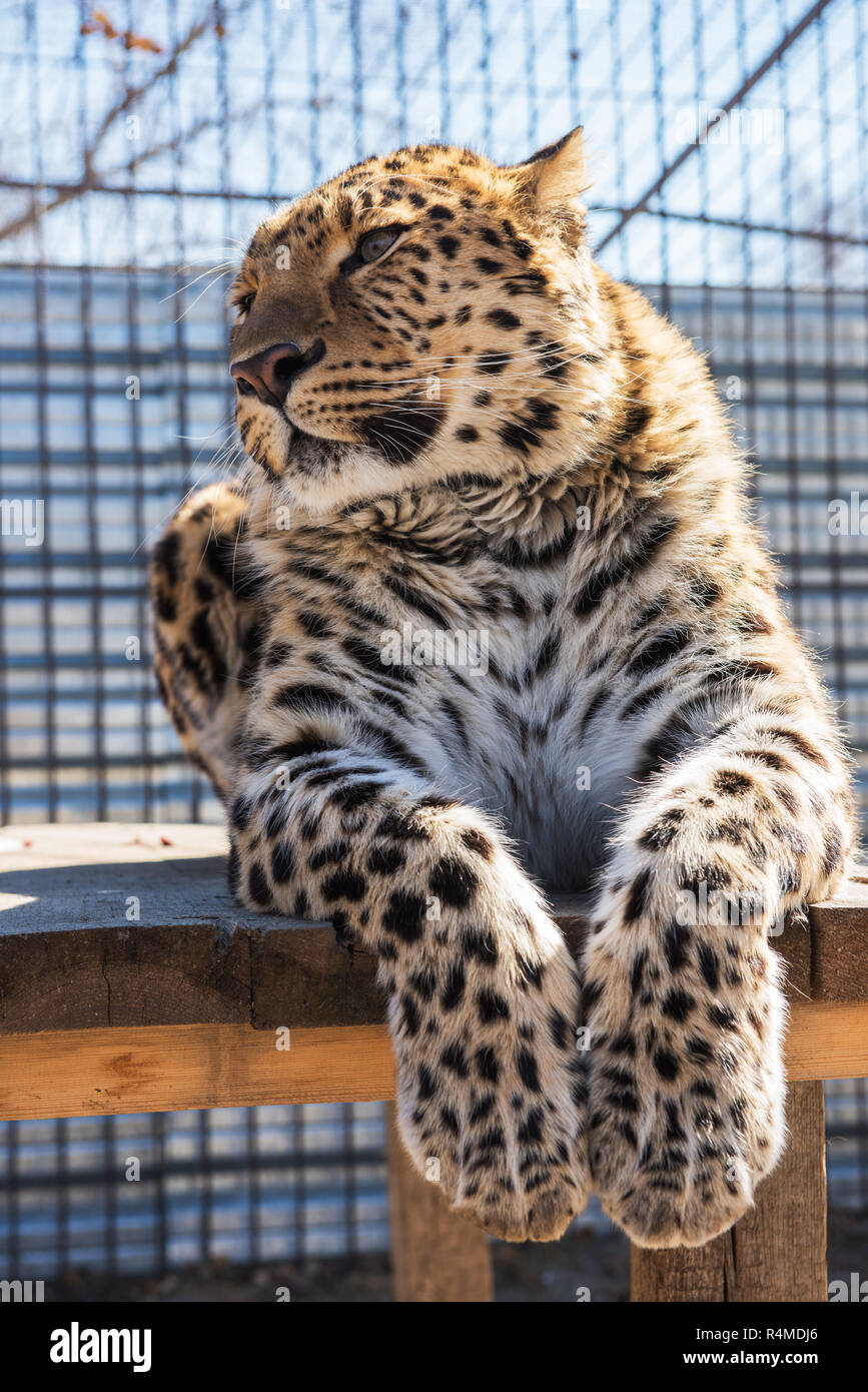 Portrait of the leopard Stock Photo - Alamy