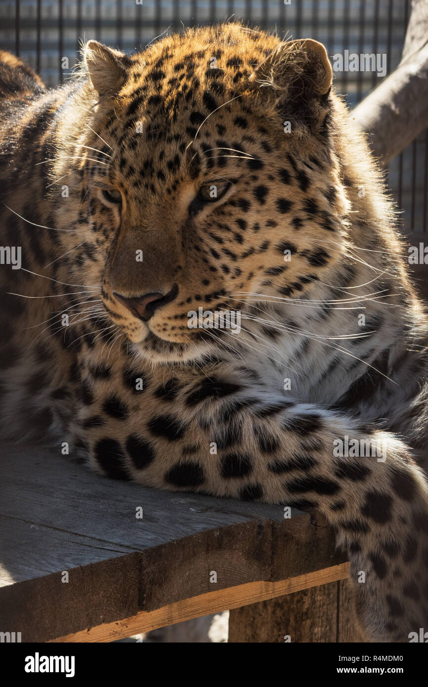 Amur leopard body hi-res stock photography and images - Alamy