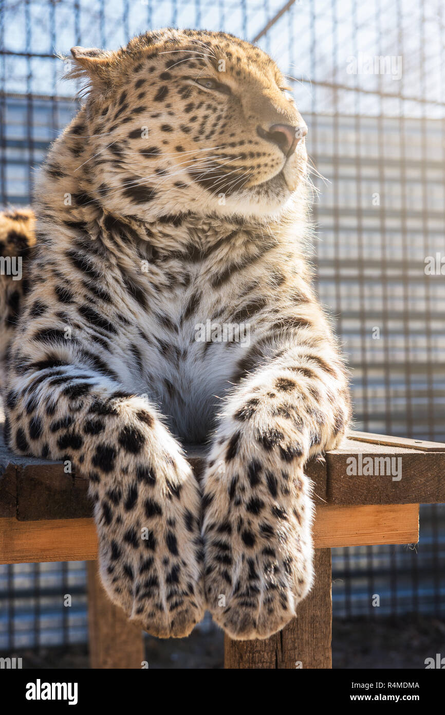 Amur leopard body hi-res stock photography and images - Alamy