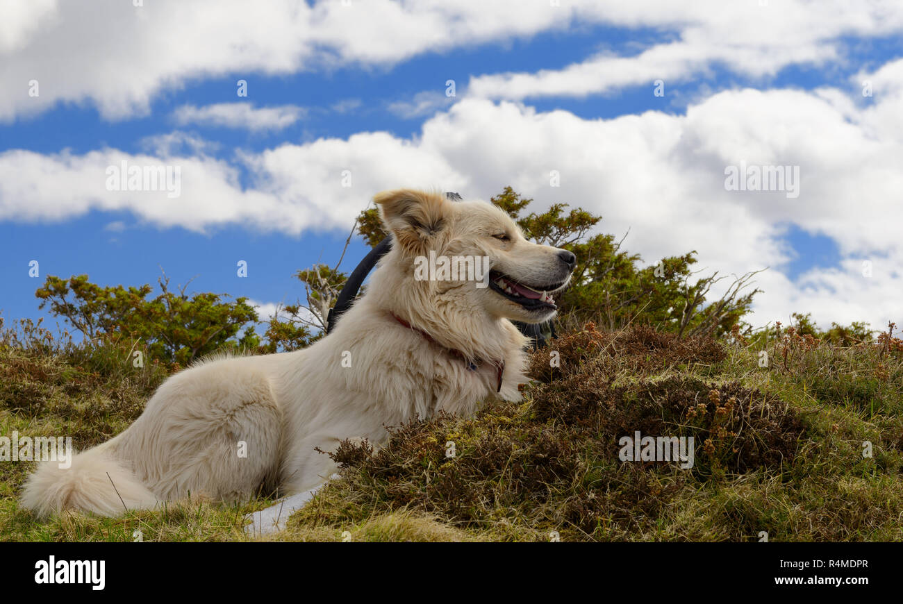 Large white pyrenean mountain hi-res stock photography and images - Alamy