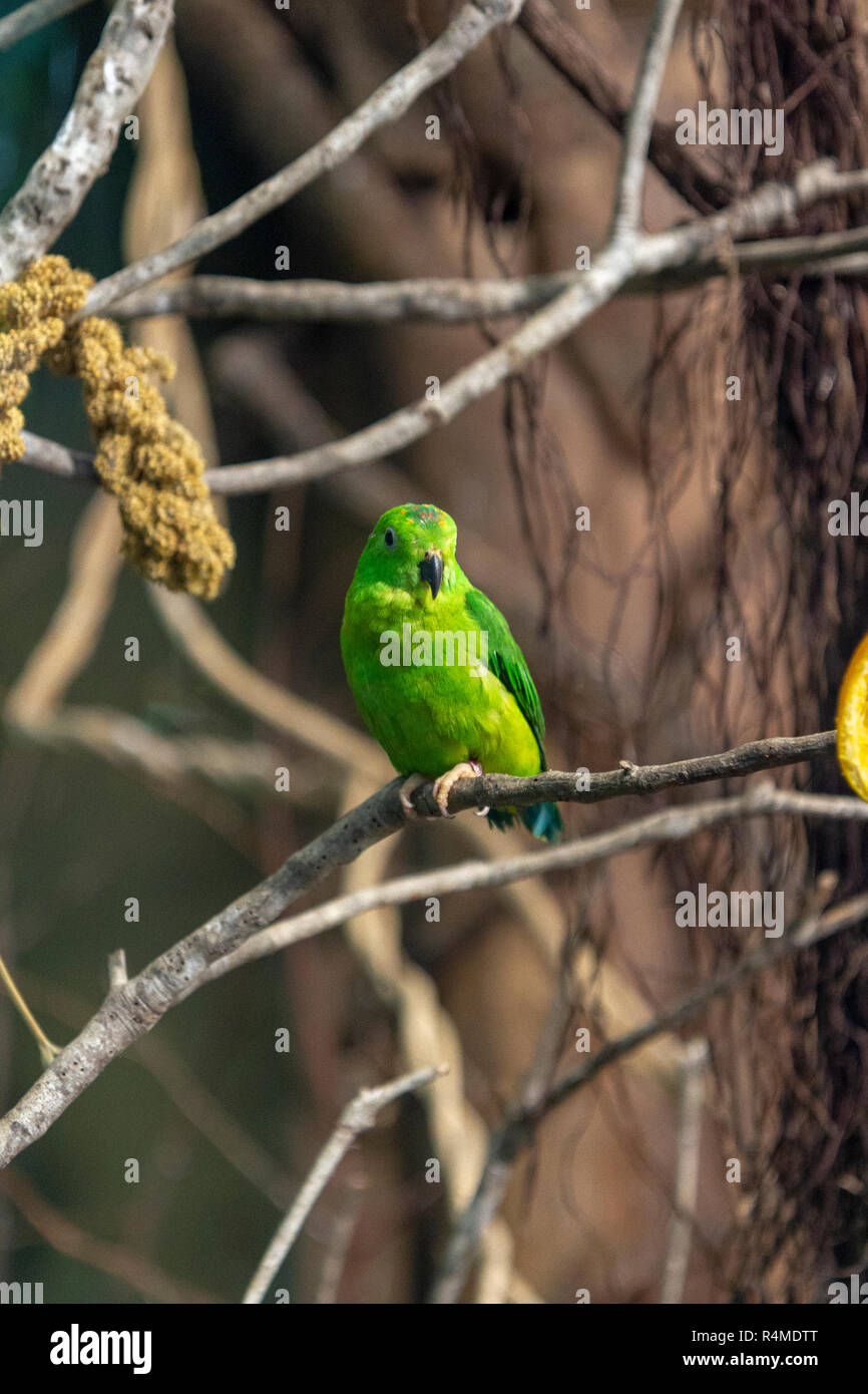 Blue-crowned hanging parrot (loriculus galgulus), San Diego Zoo, Balboa ...