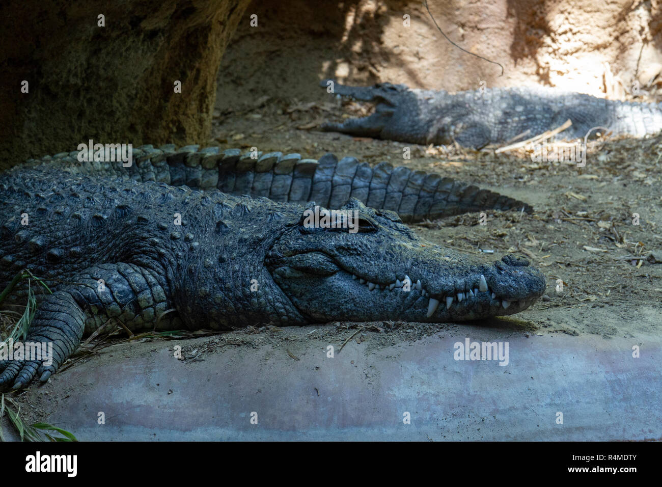 Siamese crocodile (Crocodylus siamensis), San Diego Zoo, Balboa Park ...