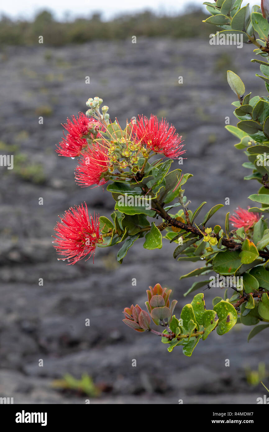 Ohia lehua kilauea hi-res stock photography and images - Alamy