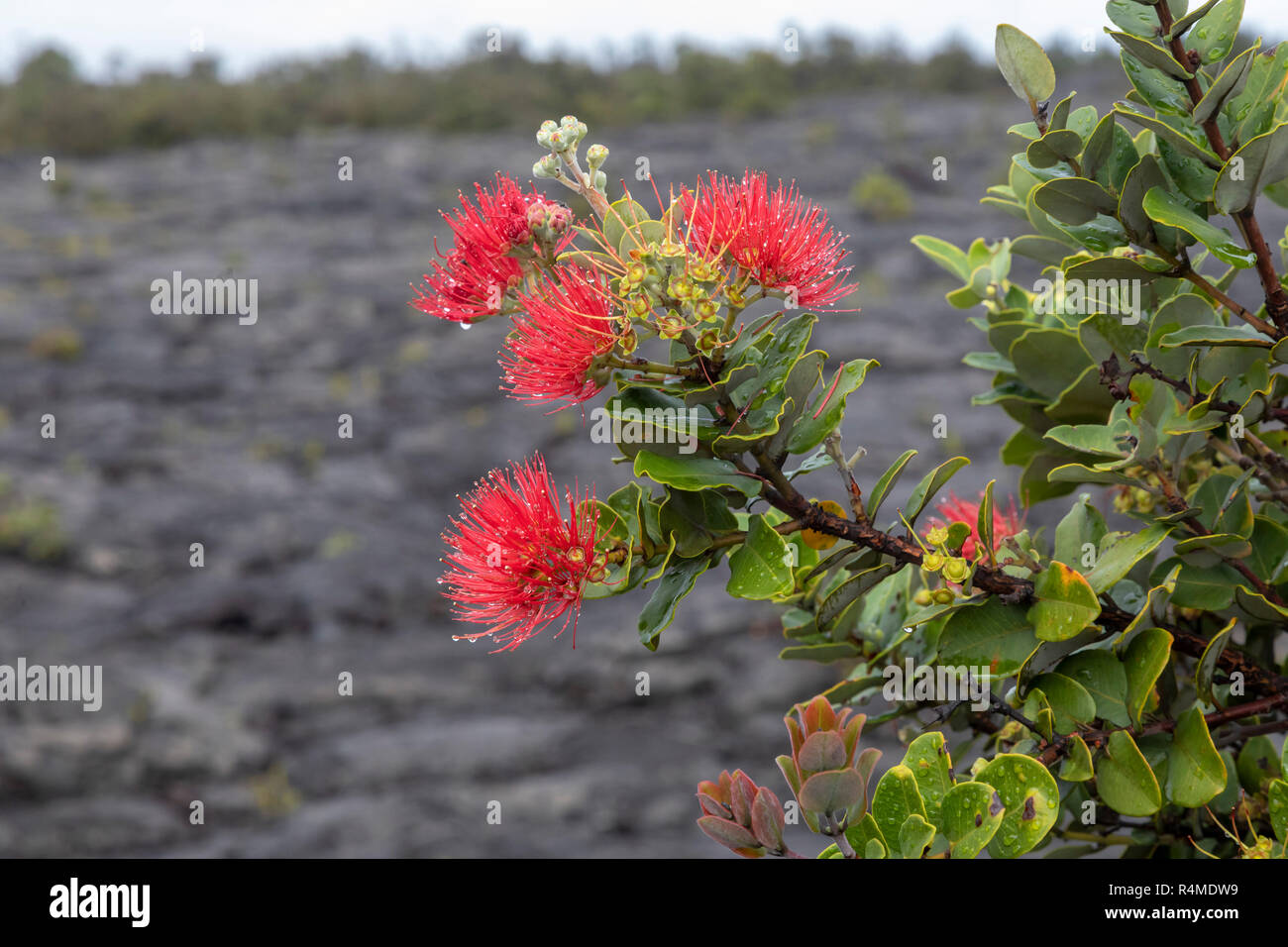 Ohia tree lava hi-res stock photography and images - Alamy