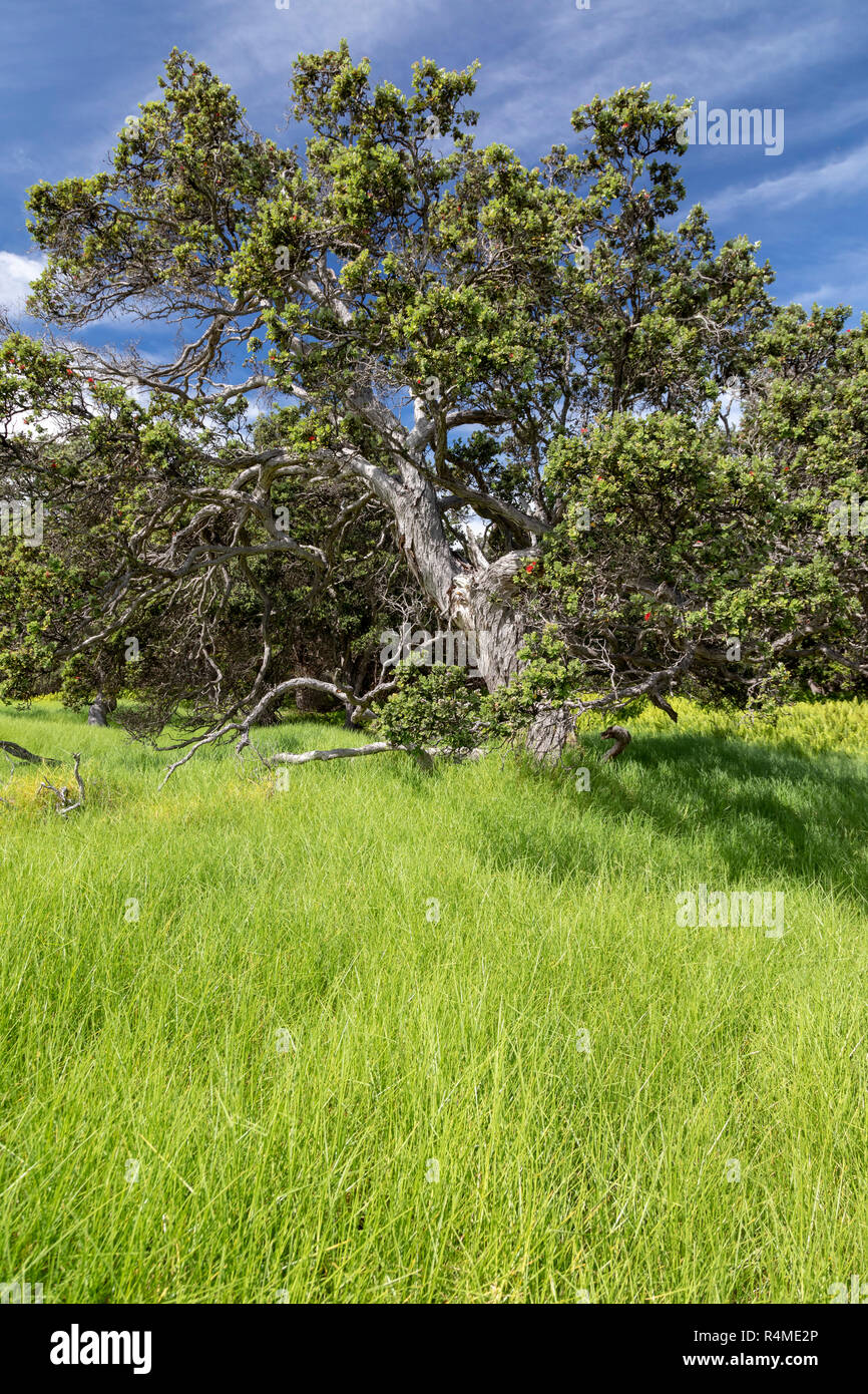 Hawaii Volcanoes National Park, Hawaii - An Ohi'a tree, or Ohi'a Lehua ...