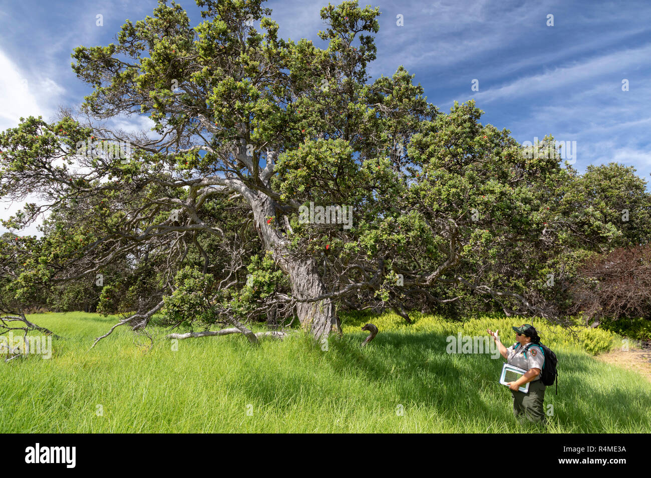 Ohia lehua tree hi-res stock photography and images - Alamy