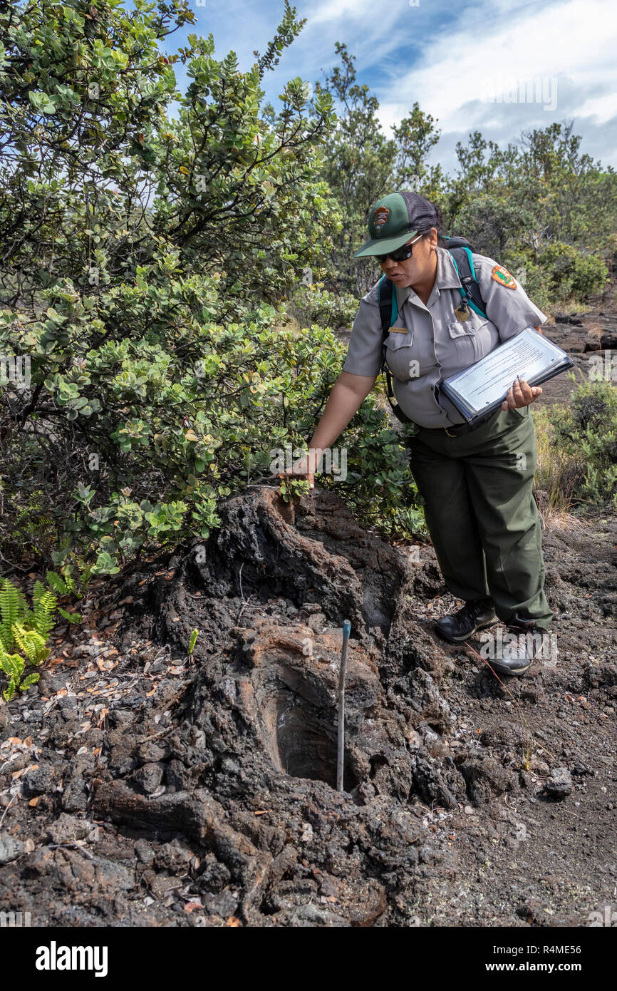 Hawaii Volcanoes National Park, Hawaii - A park ranger talks about tree ...