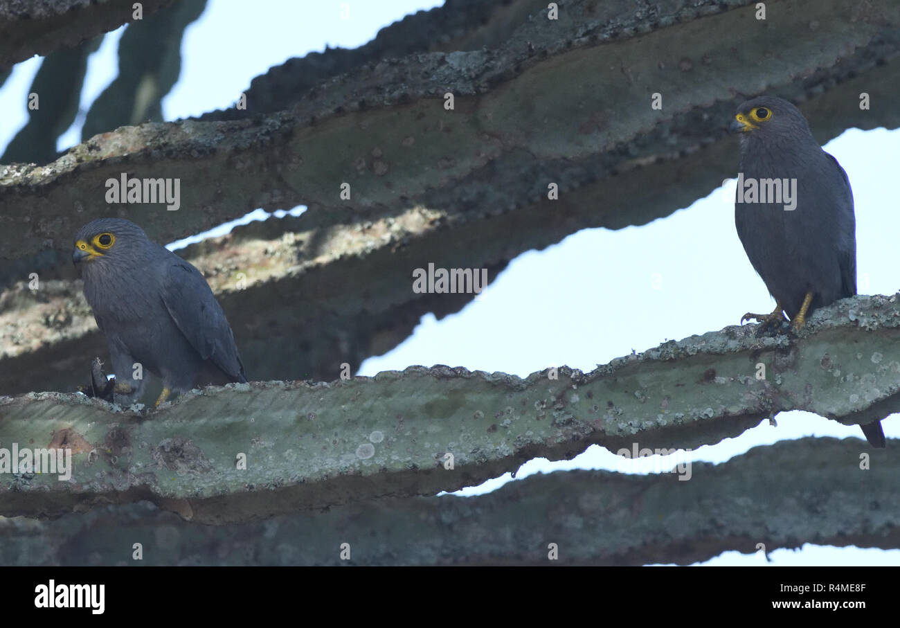 Grey Kestrel High Resolution Stock Photography and Images - Alamy