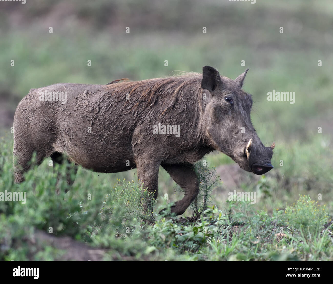 A mud covered common warthog (Phacochoerus africanus) trots through ...