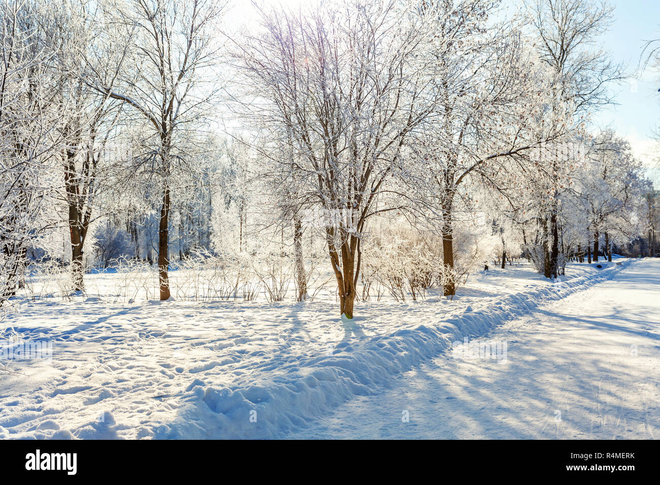 Frosty trees in snowy forest, cold weather in sunny morning. Tranquil ...