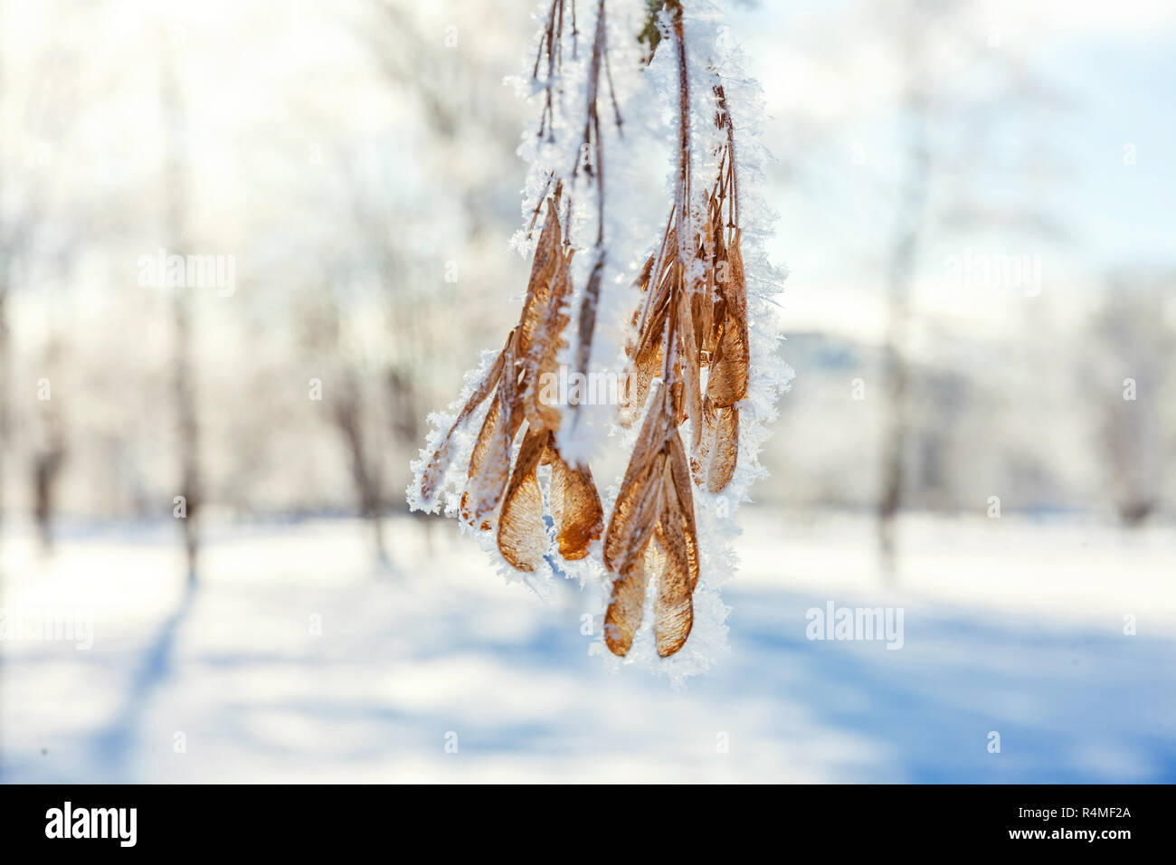 Frosty maple tree branch seeds in snowy forest, cold weather in sunny ...