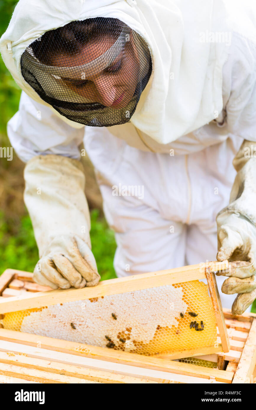 Beekeeper controlling beeyard and bees Stock Photo - Alamy
