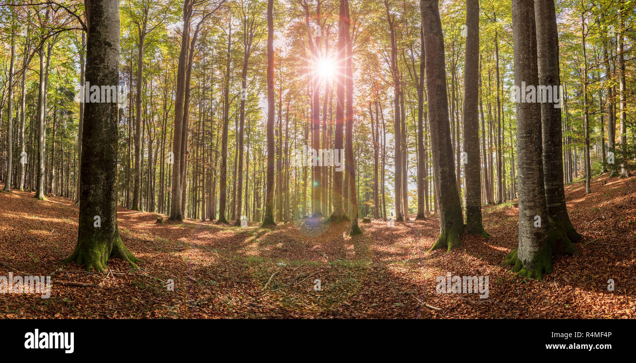 Panoramic forest hi-res stock photography and images - Alamy