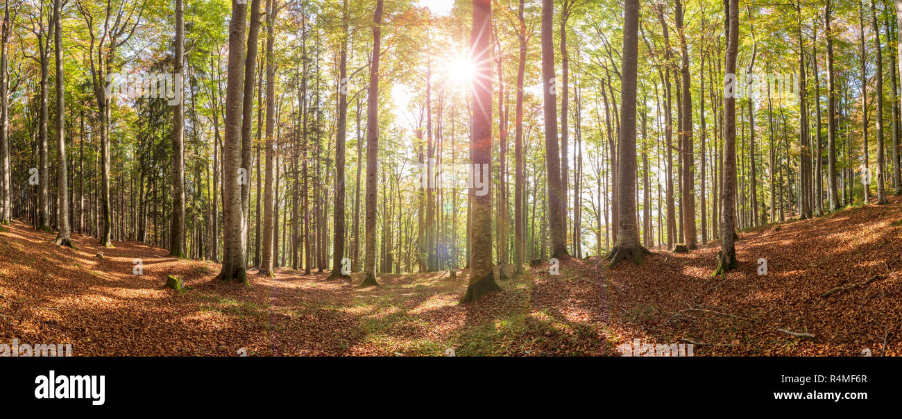 Panoramic forest hi-res stock photography and images - Alamy