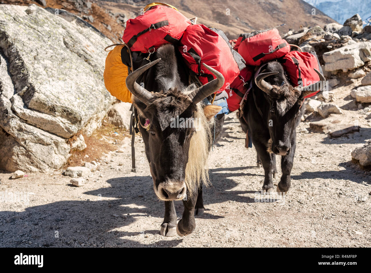 The Himalayan Yaks carrying goods near Lobuche in Nepal Stock Photo - Alamy