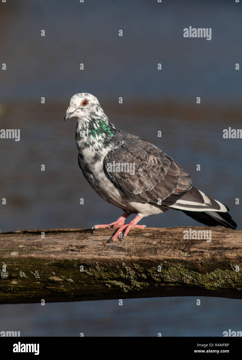 Single pigeon looking towards the camera Stock Photo - Alamy