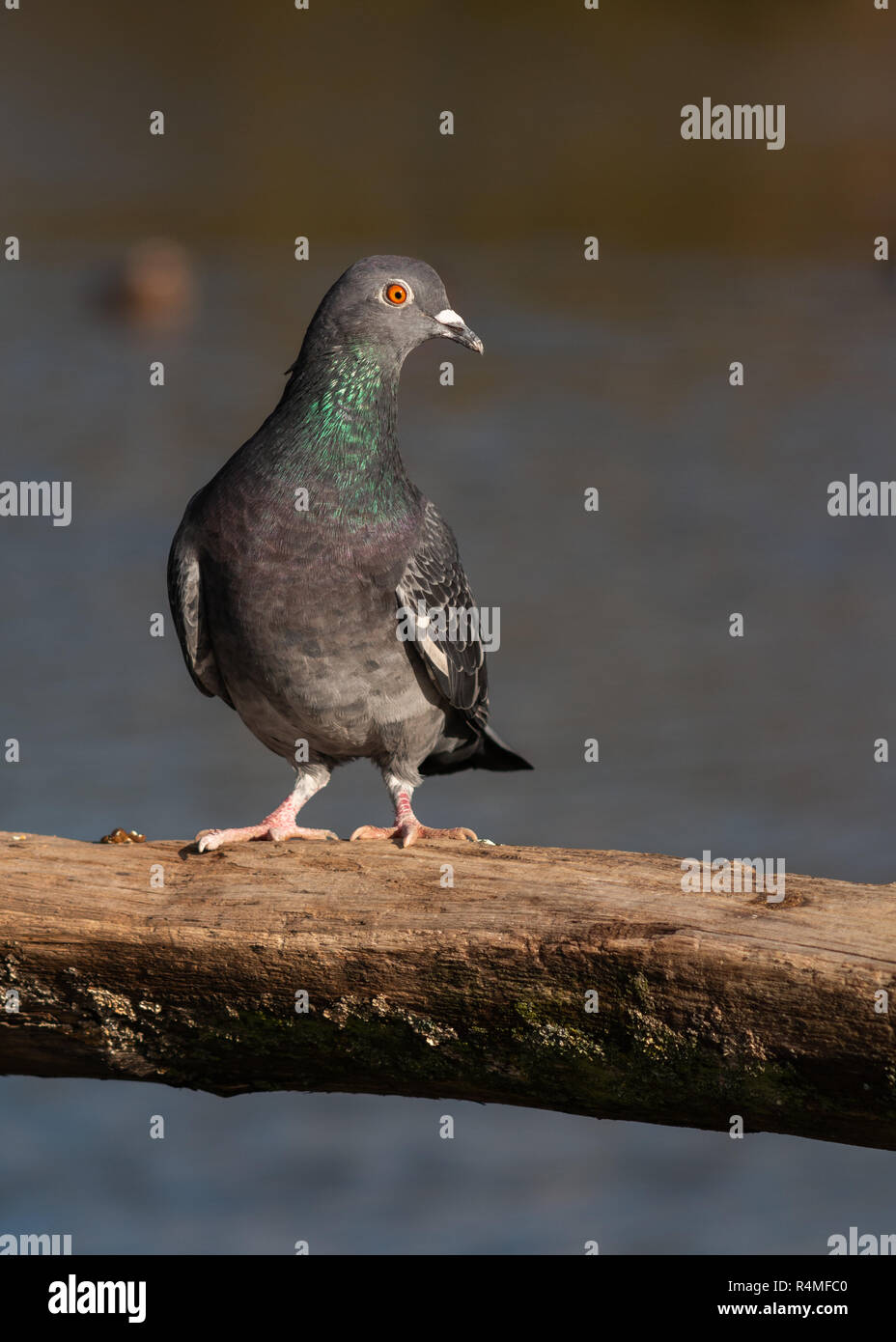 Pigeon looking at the camera hi-res stock photography and images - Alamy