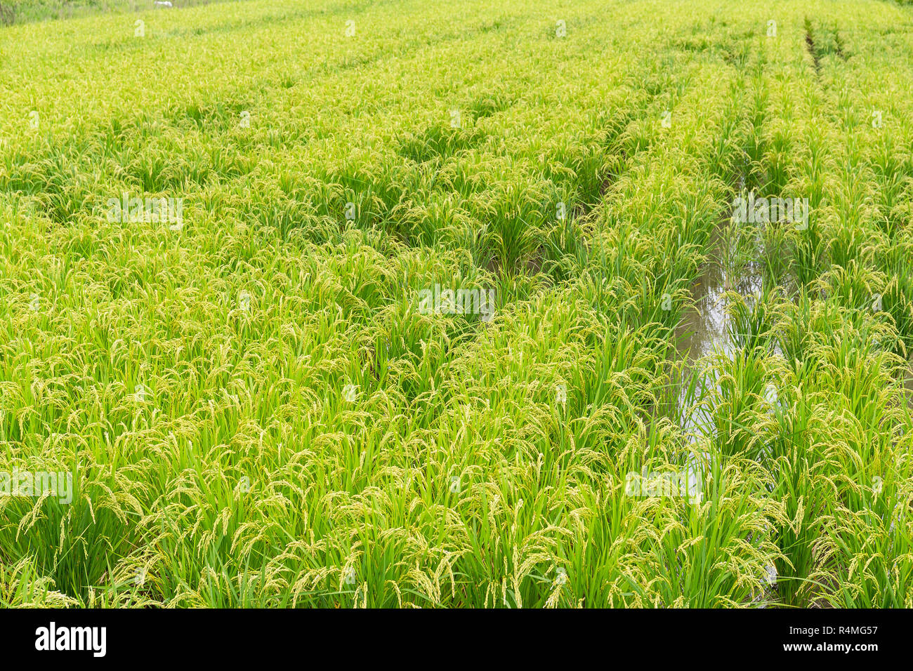 Rice field in farm Stock Photo - Alamy