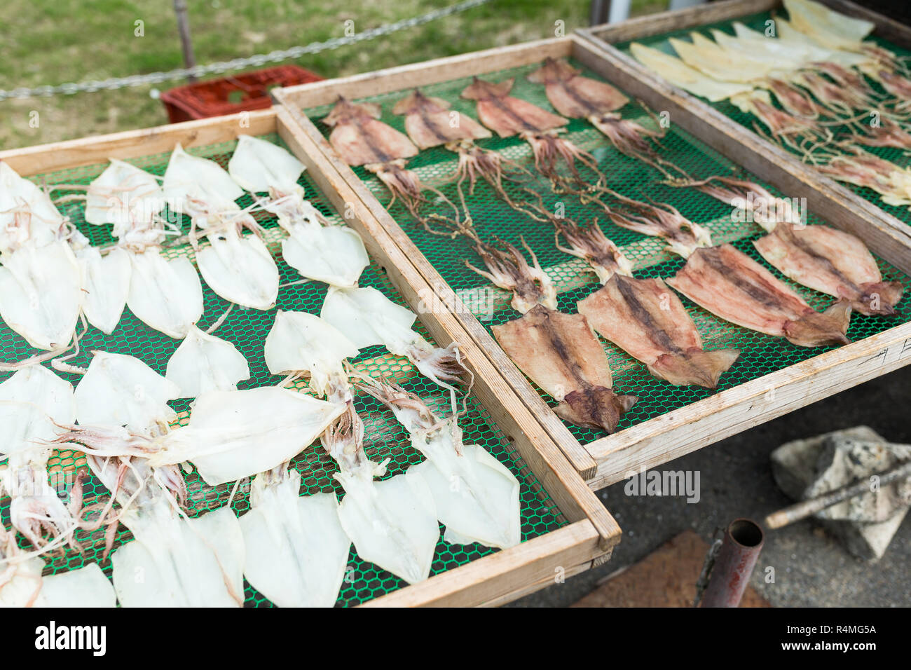 Drying of the squid Stock Photo - Alamy