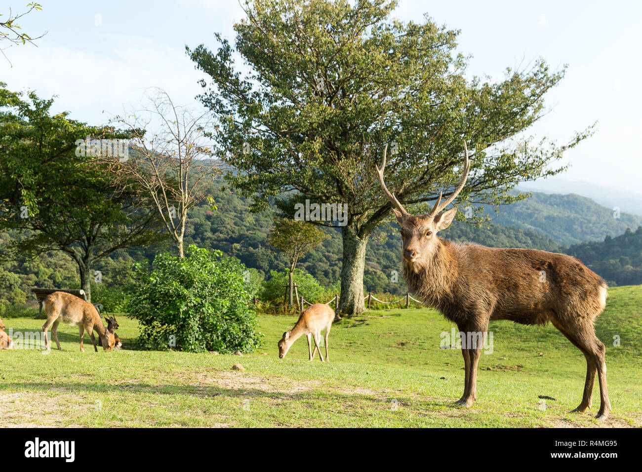 Wild stag deer on mountain Stock Photo - Alamy