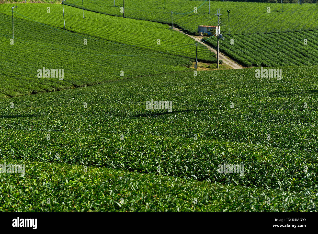 Japanese tea farm hi-res stock photography and images - Alamy