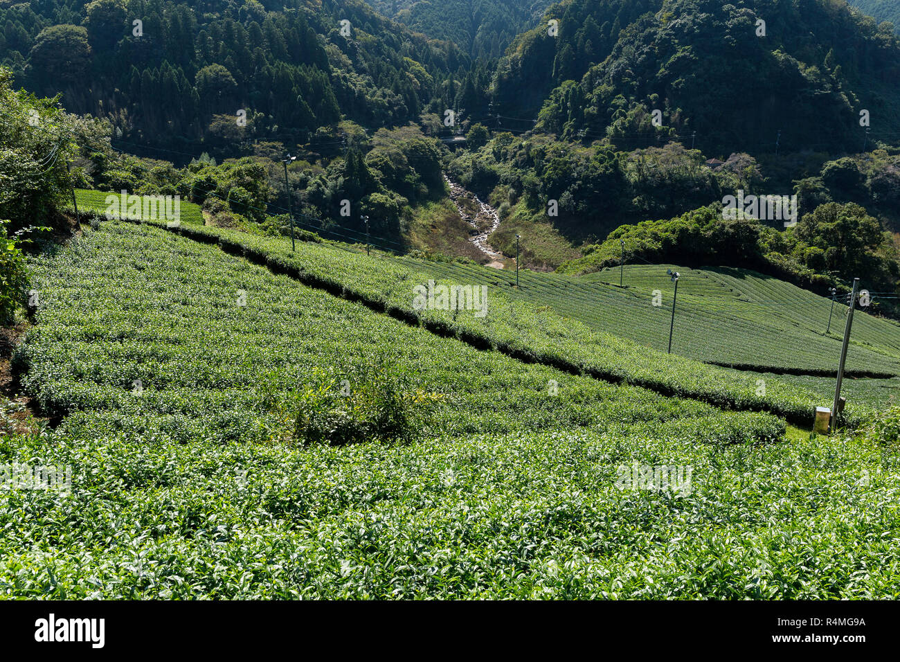 Tea plantation Cameron Stock Photo - Alamy